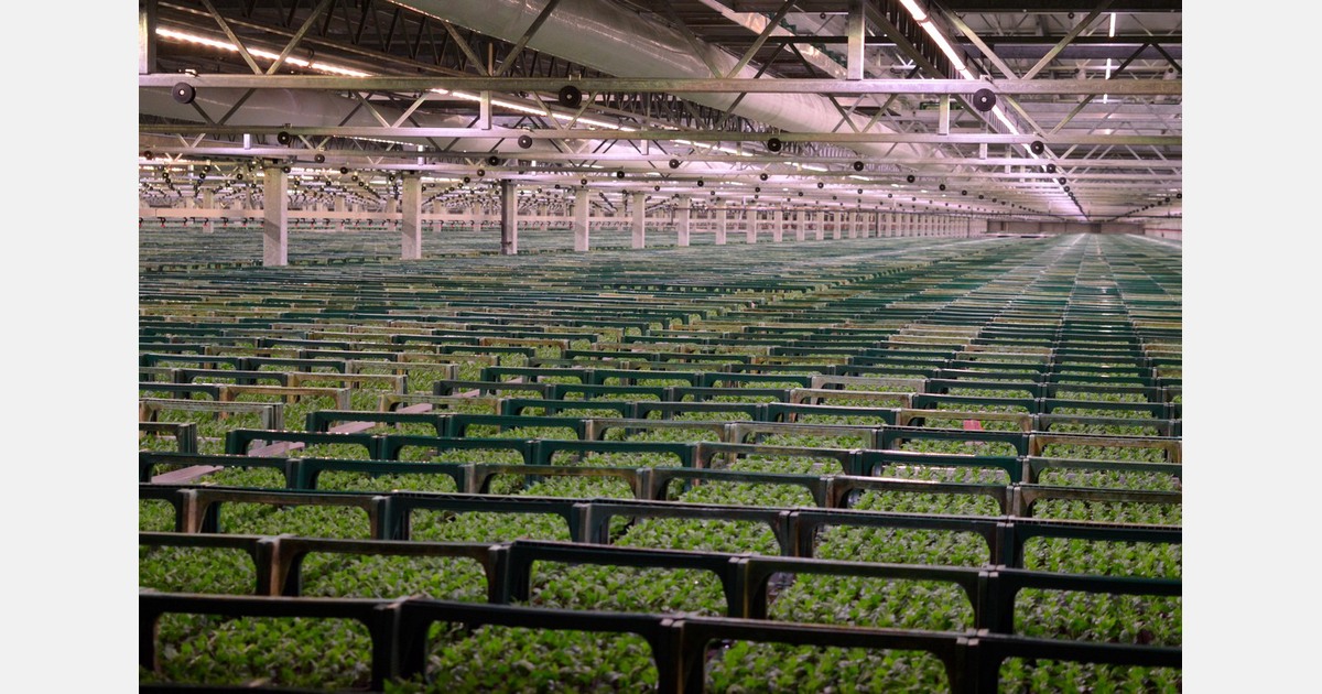 Superlative rooting of chrysanthemum cuttings