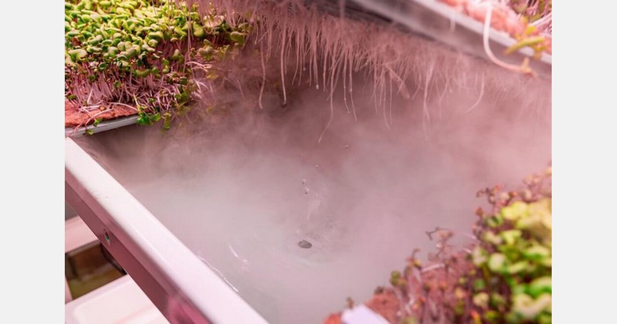 Wageningen University and Research, and LettUs Grow partner in research ...