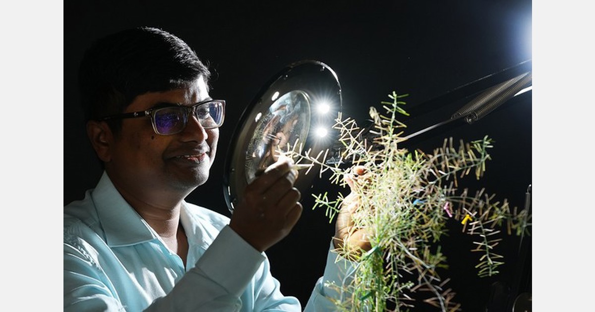 Purdue-USDA team develops fast-track process for genetic improvement of ...