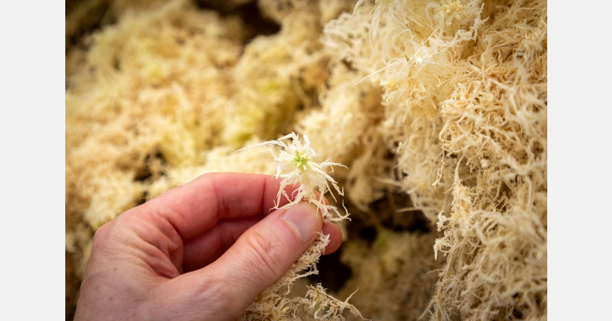 Substrate solutions to be shown at IPM 2025