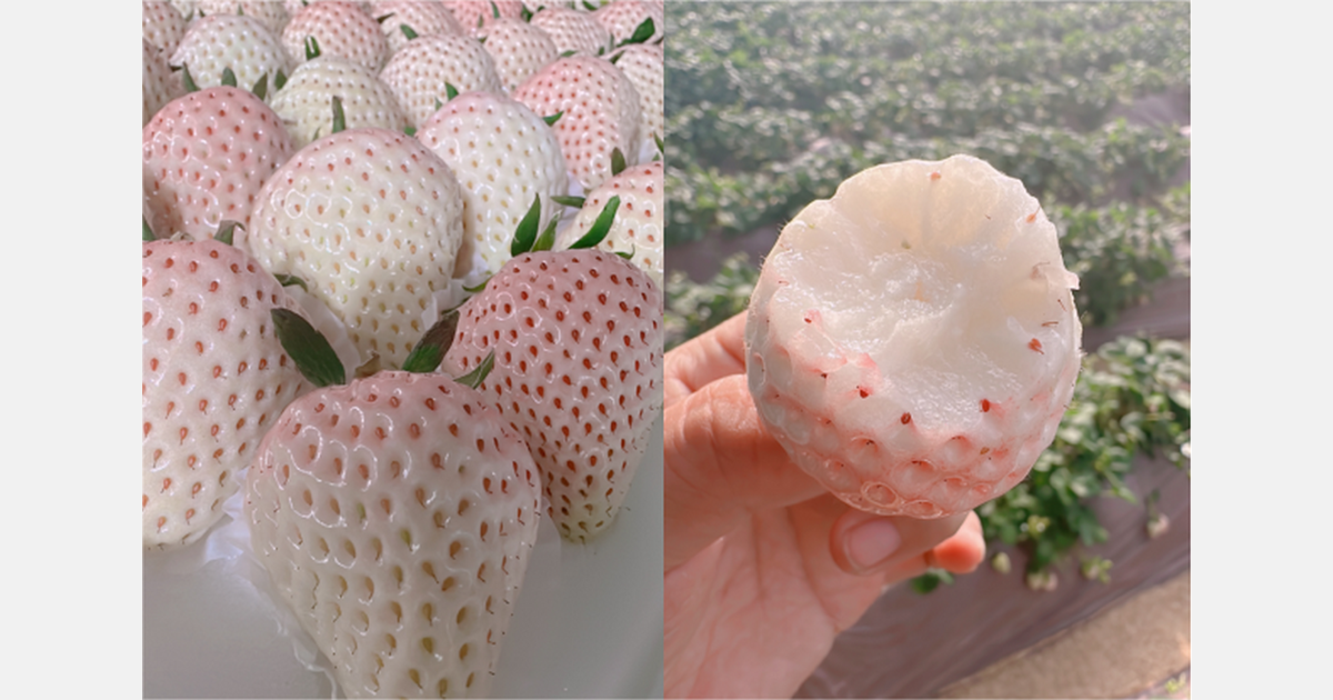 white strawberry