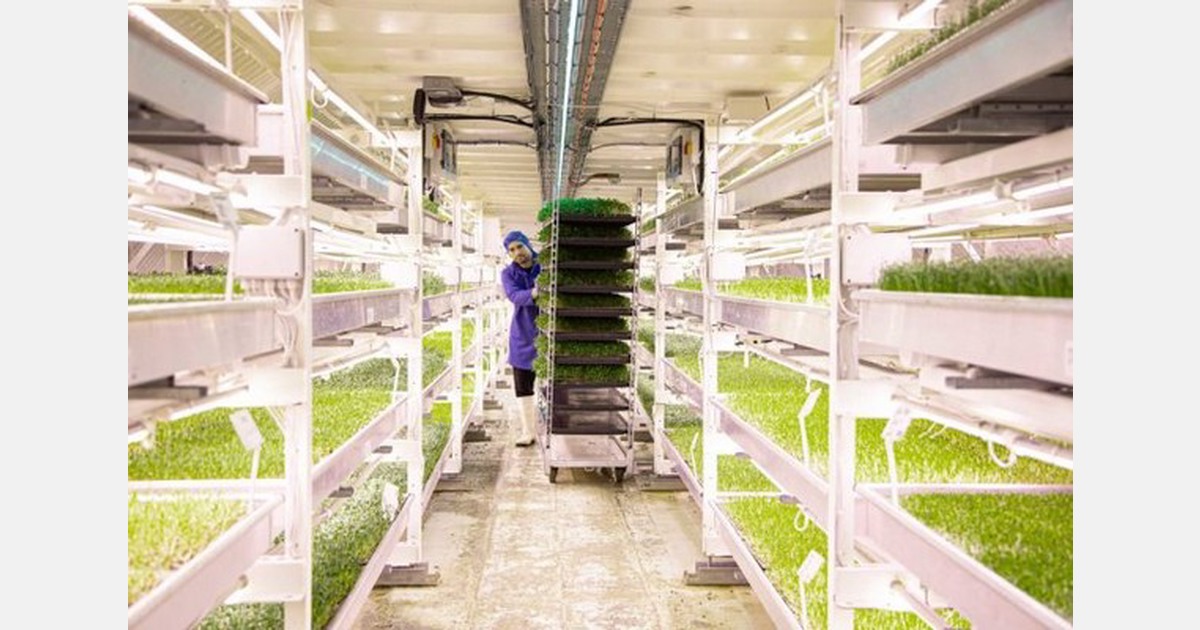 Air raid shelter becomes underground farm in Clapham, south London