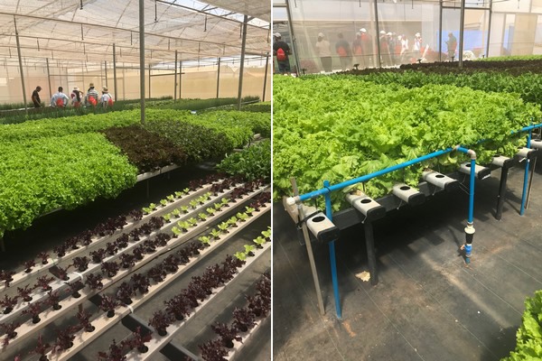 CEA seed development program is vastly different from open field