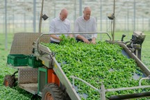 US: How one vertical farming venture is opening eyes in Indiana