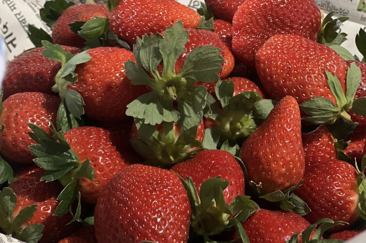 "Strawberry breeders take interest in India but propagation risks stall ...