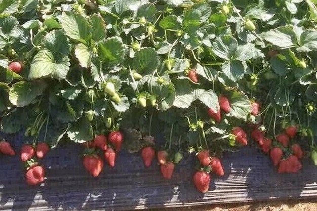 "Strawberry breeders take interest in India but propagation risks stall ...