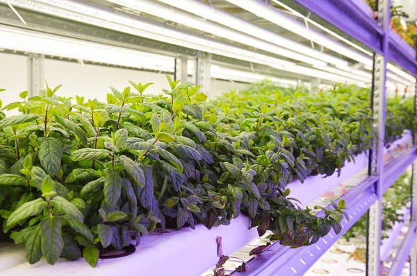 Bioponics: Champerché will soon open five urban farms