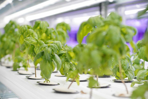 Bioponics: Champerché will soon open five urban farms