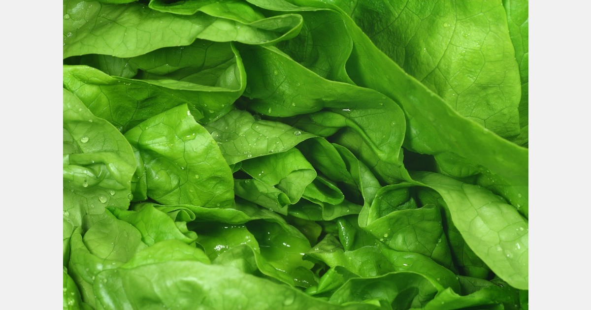 "French lettuce production expected to decline as prices fluctuate"