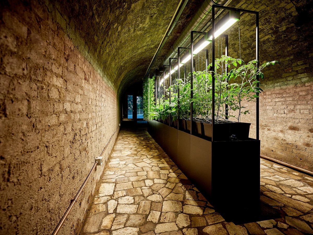 Tunnel Farm: one of the few cases of underground 'indoor vertical ...