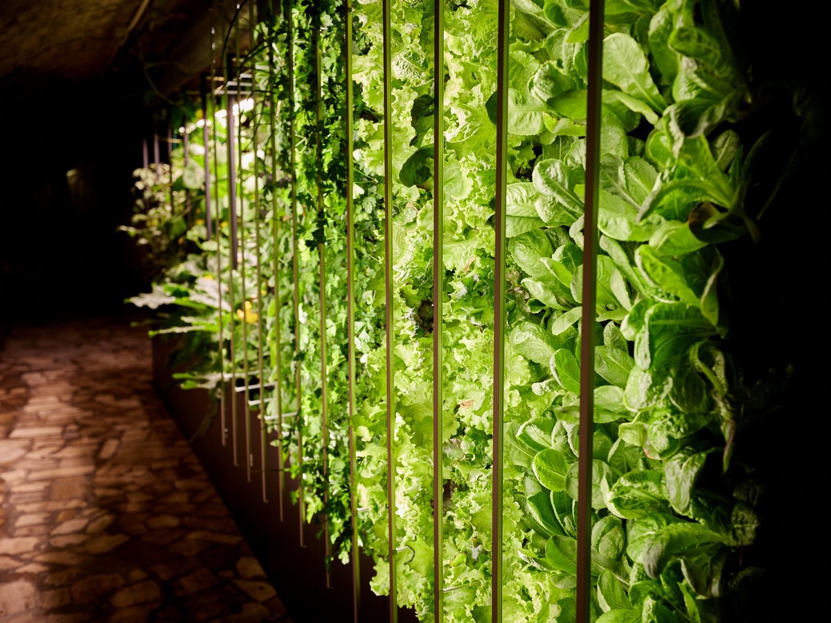 Tunnel Farm: one of the few cases of underground 'indoor vertical ...