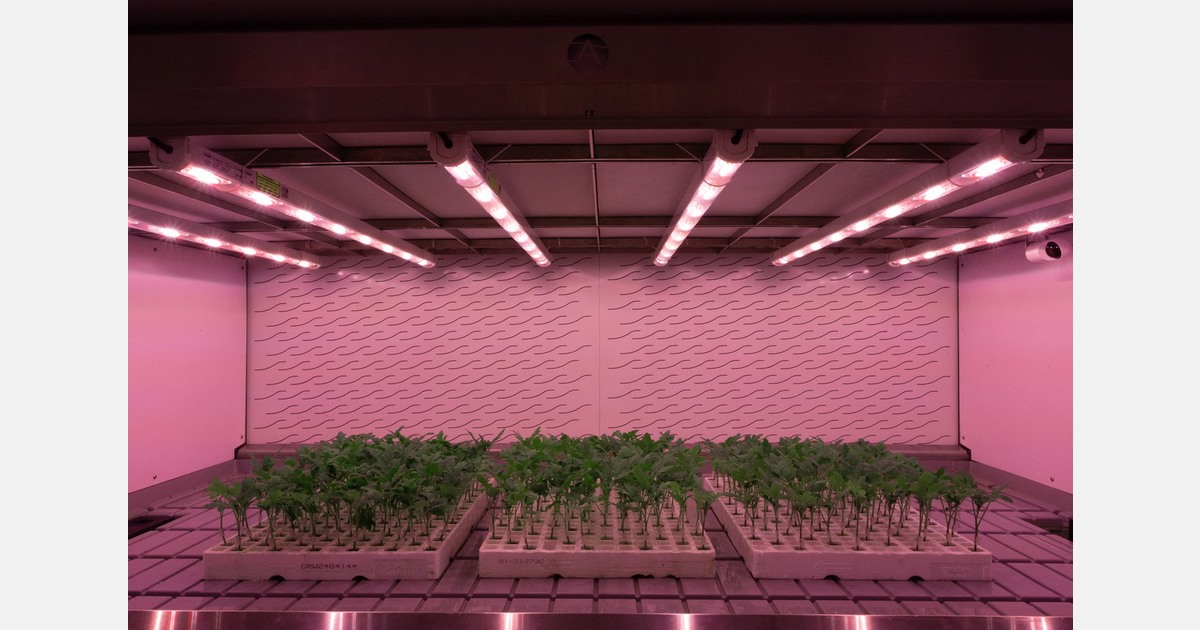 "Almost every crop can grow faster in a vertical farm"