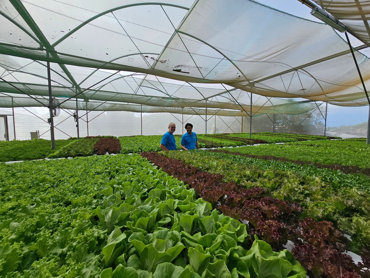 Salad grower in Aruba encourages young people to set up their own ...