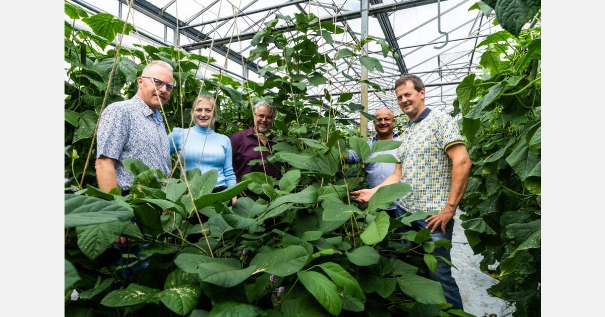 Increased focus on the formation of content substances in the follow-up ...