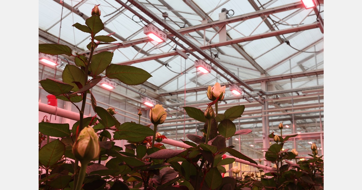 Smarter lighting strategies in roses: insights from Viaverda trials
