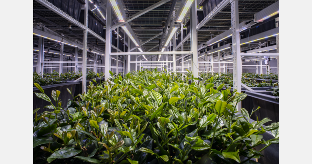 China: Tea grown in a vertical farm