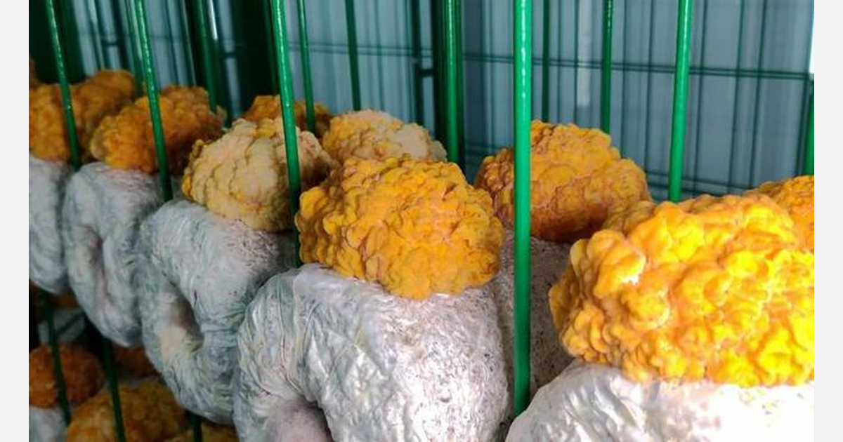 Breakthrough in indoor production of specialty golden ear mushrooms