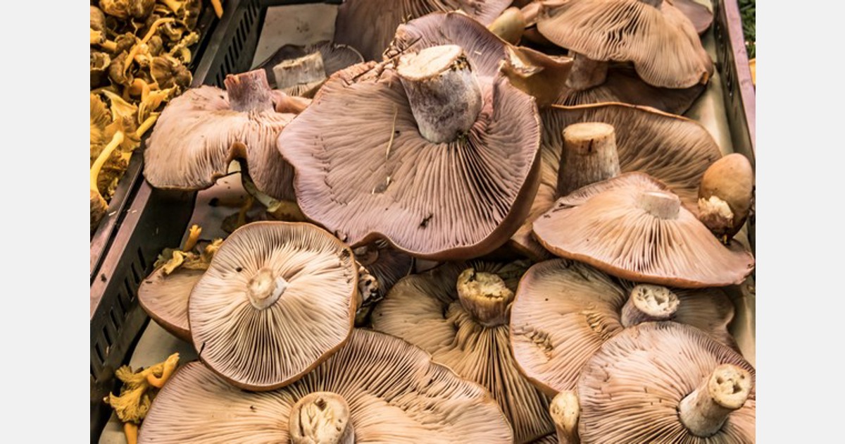 From shipping containers to table: bringing mushroom farms to the US