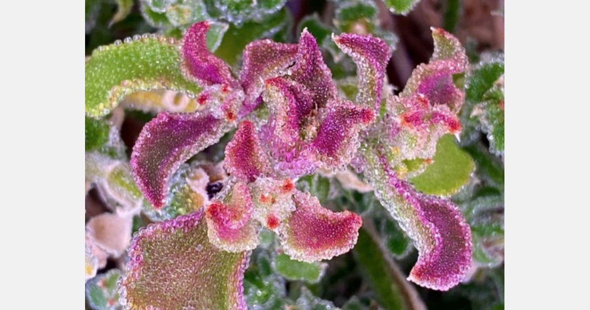 Nevada grower produces rare edible plant in his driveway