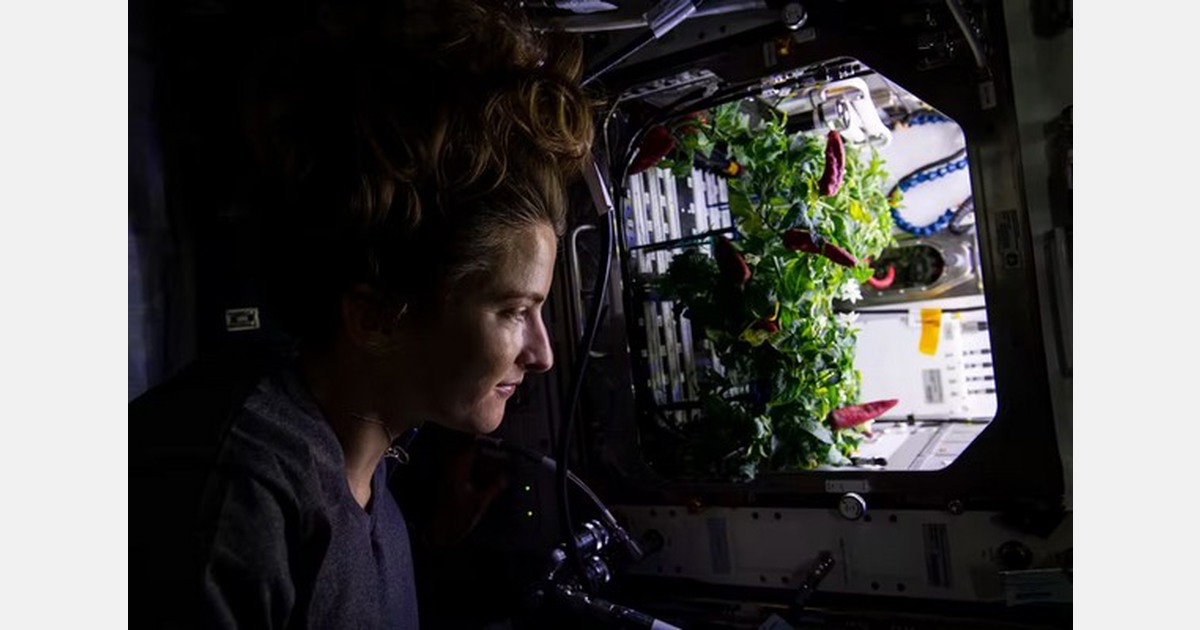 NASA features horticulture in its ISS photos of the year