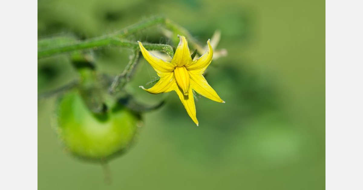 Growth of tomato plant in floating raft aquaponics system