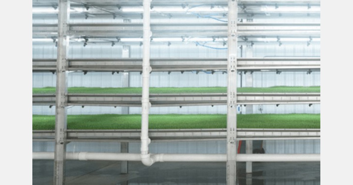 Role of hydroponics in green fodder production as livestock feed resource