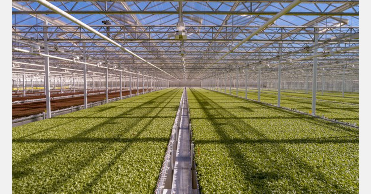 Taking lettuce production outside of California
