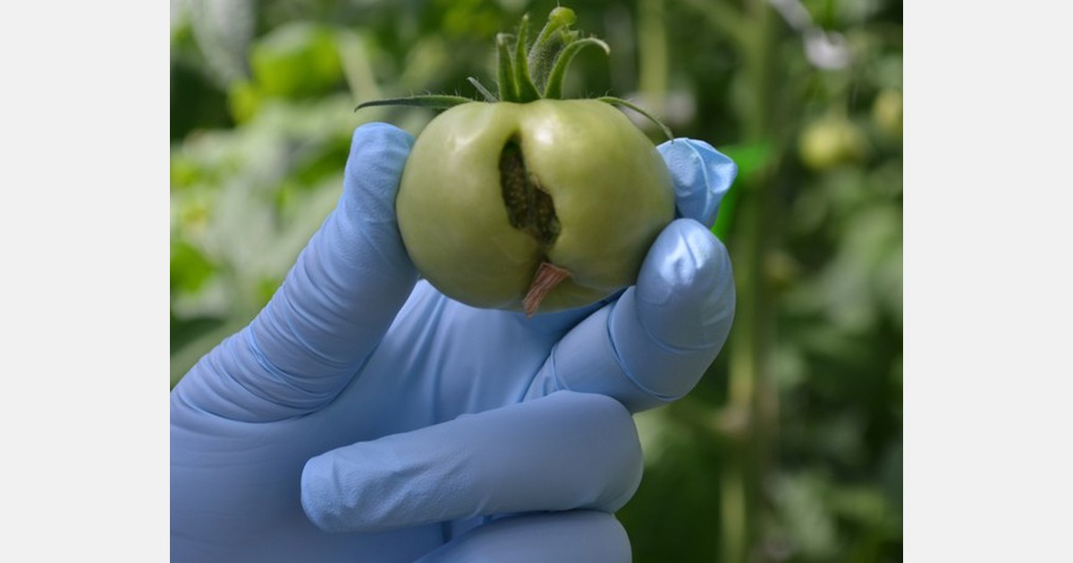 Healthy Hydroponics launches Pathogen Mini and Pathogen+