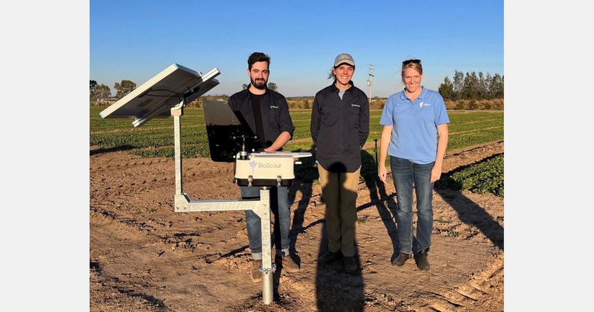 Australia: Basil crop research project underway