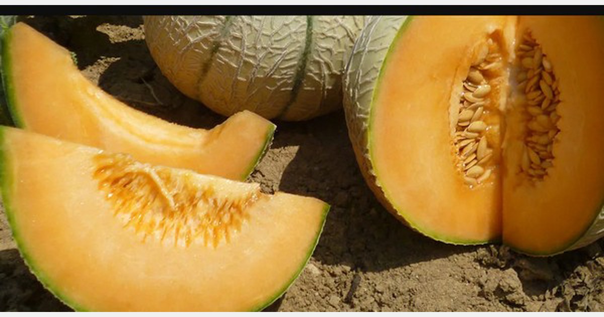 BASF’s vegetable seeds business closes acquisition of melon breeding ...