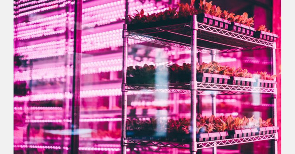How ultraviolet light improves food production and safety