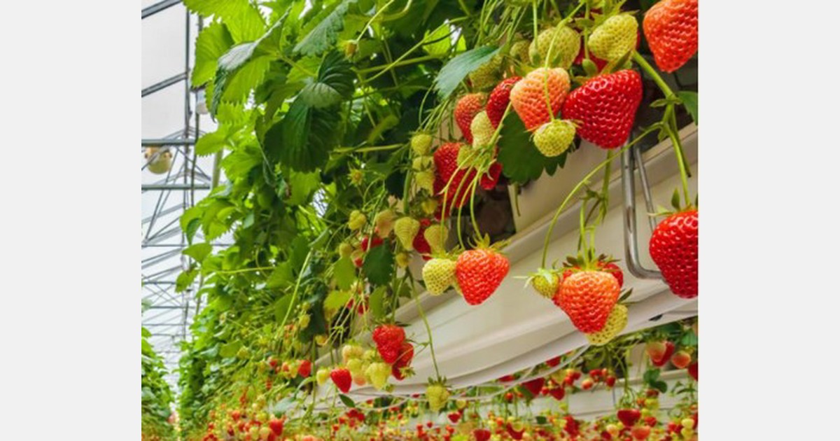 The evolution of CEA crops