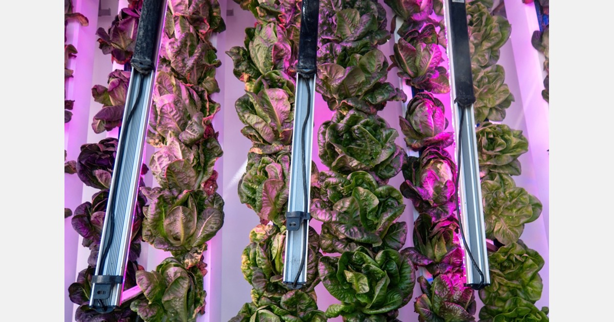 Vision Greens leverages specialized light-spectrum system to expedite ...