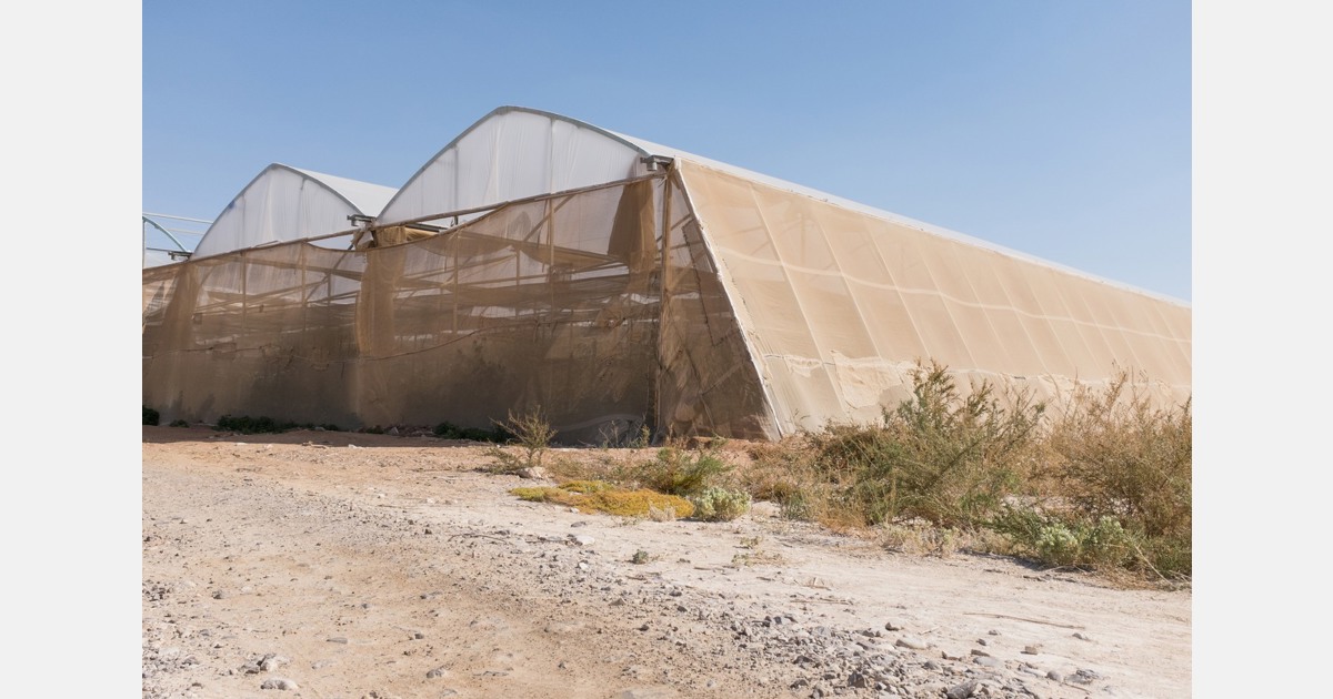 Rice grown in Chinese vertical desert farm "thriving"