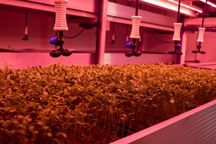 Singaporean study shows that vertical farming can increase yields ...