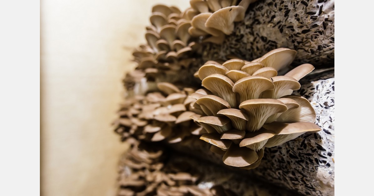 oyster mushrooms farming south africa