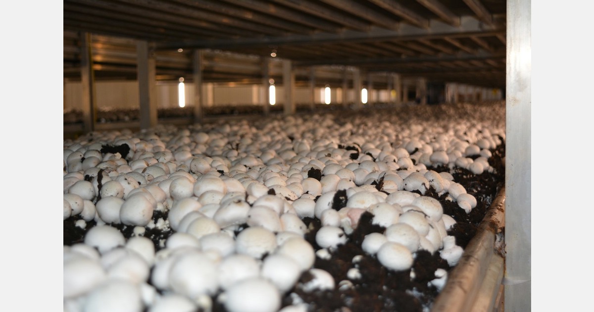 oyster mushrooms farming south africa