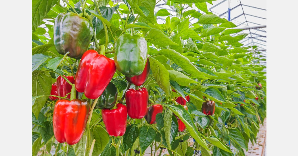 A method for classifying the ripeness of peppers using hyperspectral ...
