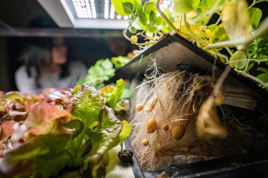 Texas A&M AgriLife expands controlled environment horticulture initiatives: