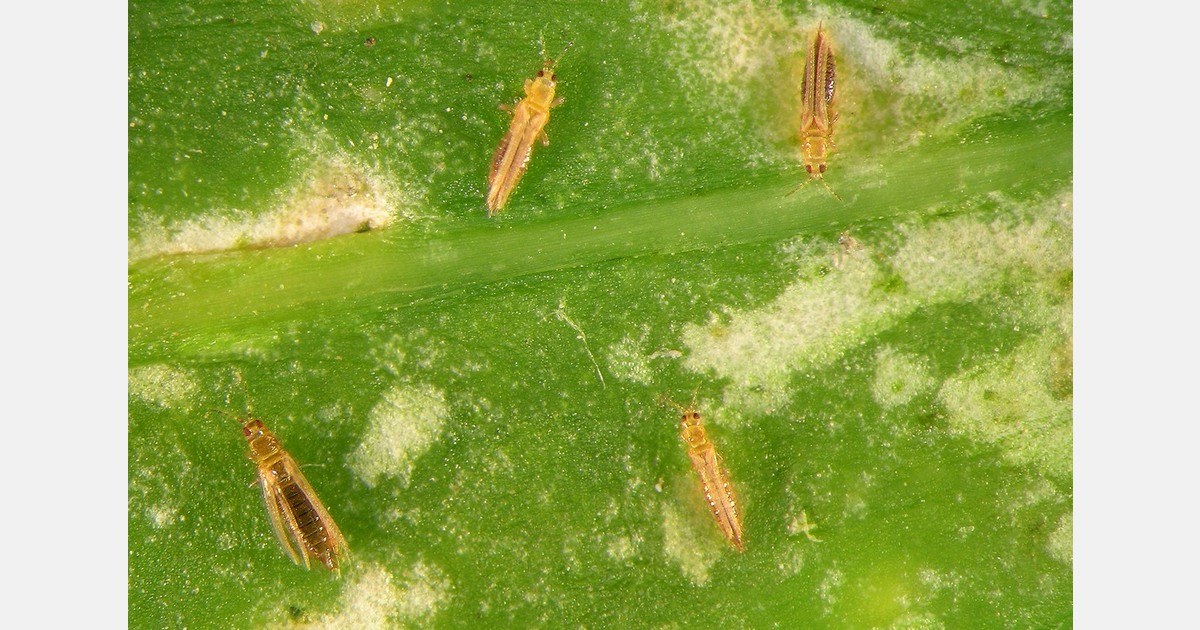 A webinar on integrated control of Thrips