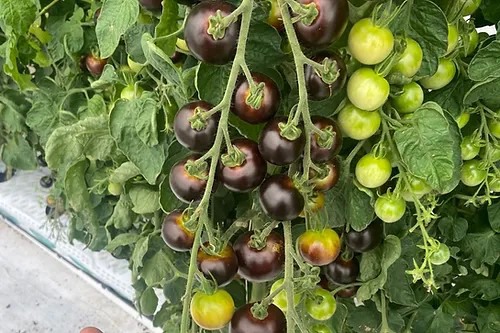 Verticalfarmdaily.com: global indoor farming news