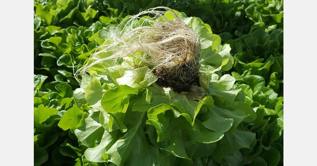 “An oversized root system uses more water and fertilizer without ...