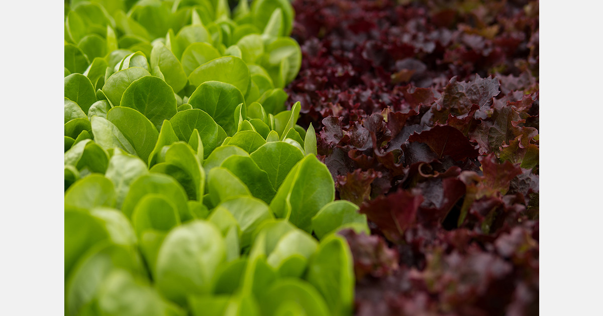 Nigeria: Foundation trains Kaduna women in vertical sack farming ...