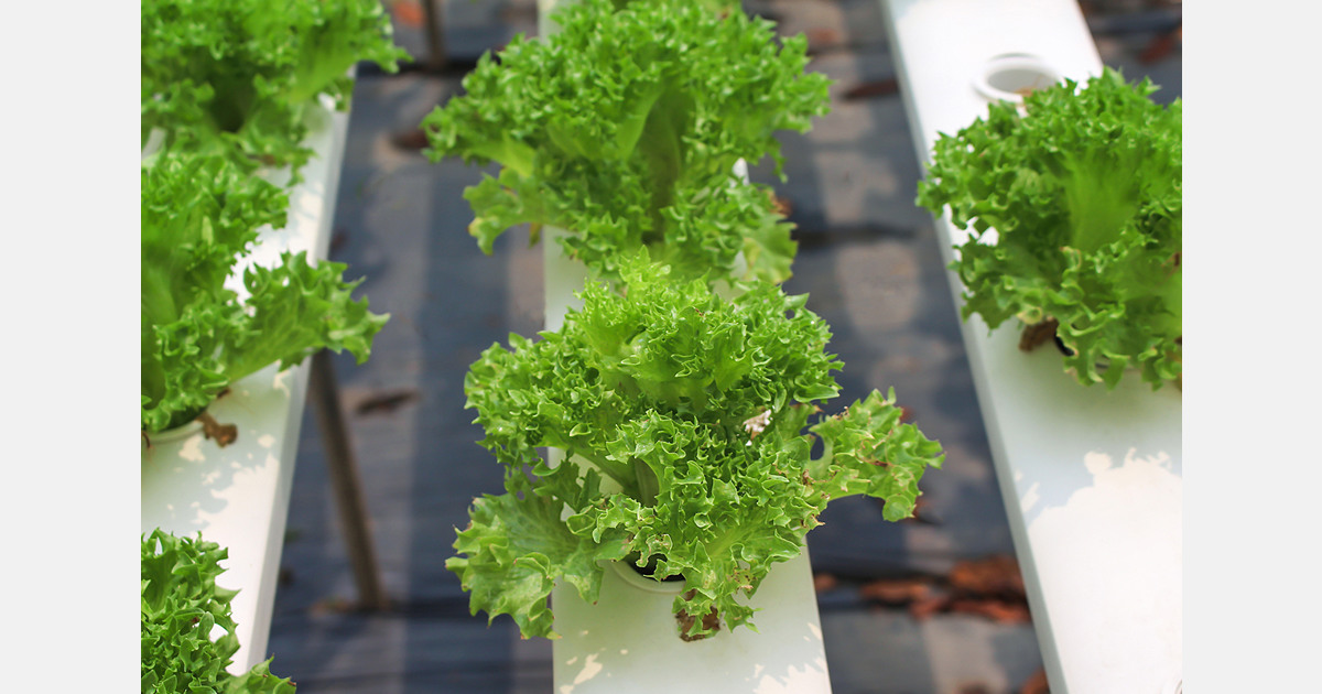 Modular vertical farm from Malaysia launched in Kazakhstan