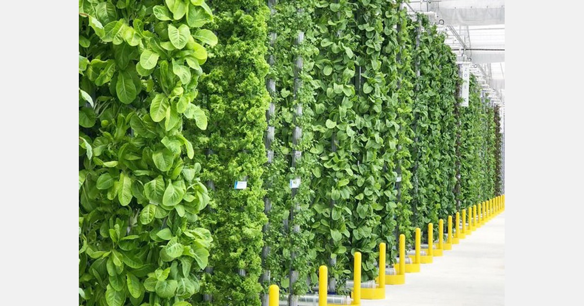 The rise of vertical farming
