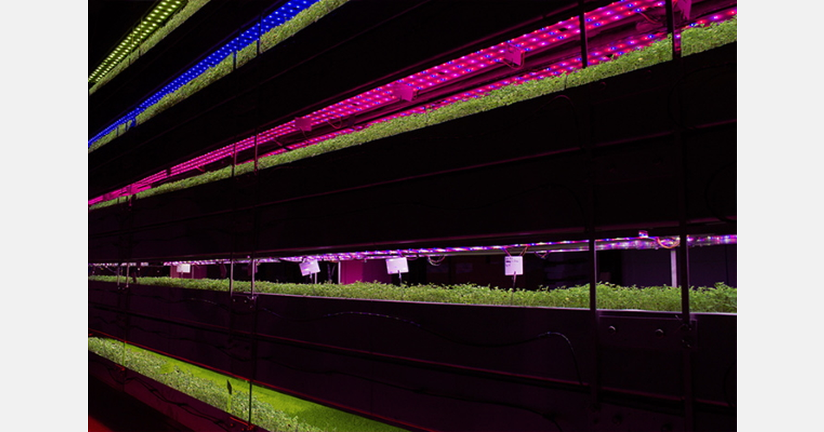 'The key to profitable and sustainable vertical farming'