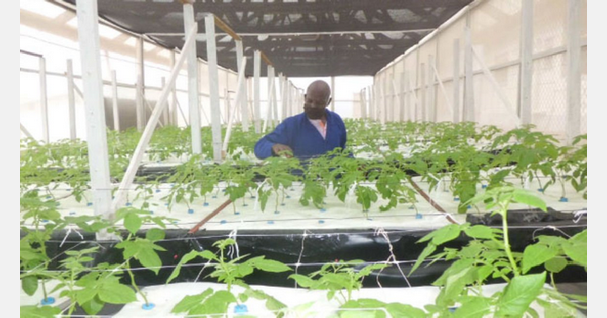 Uganda: Growing aeroponic potatoes