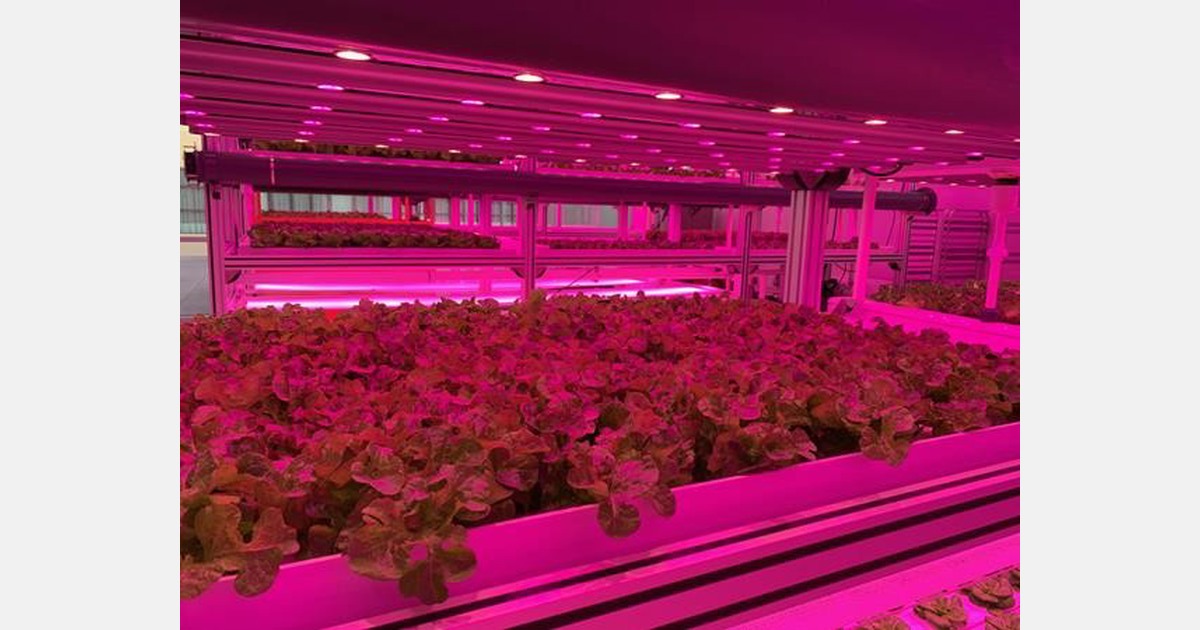 Kalera opens new vertical farming facility in Minnesota