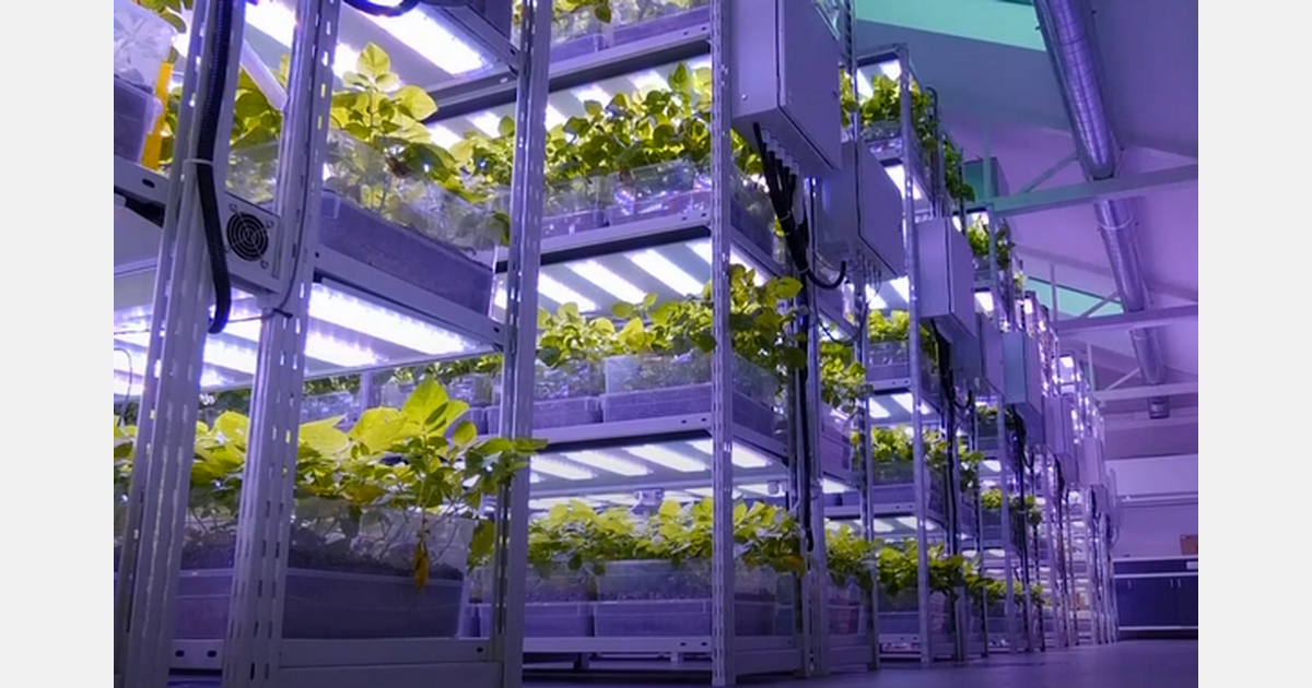 Russia's vertical farm experiment