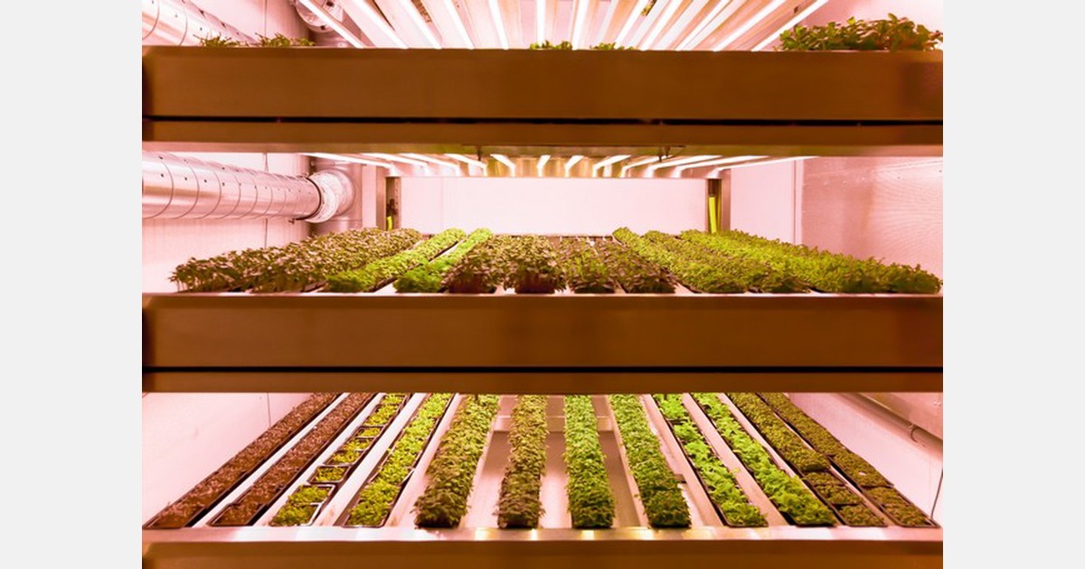 “Reducing microgreen growth from 21 to 14 days is a real benefit of ...